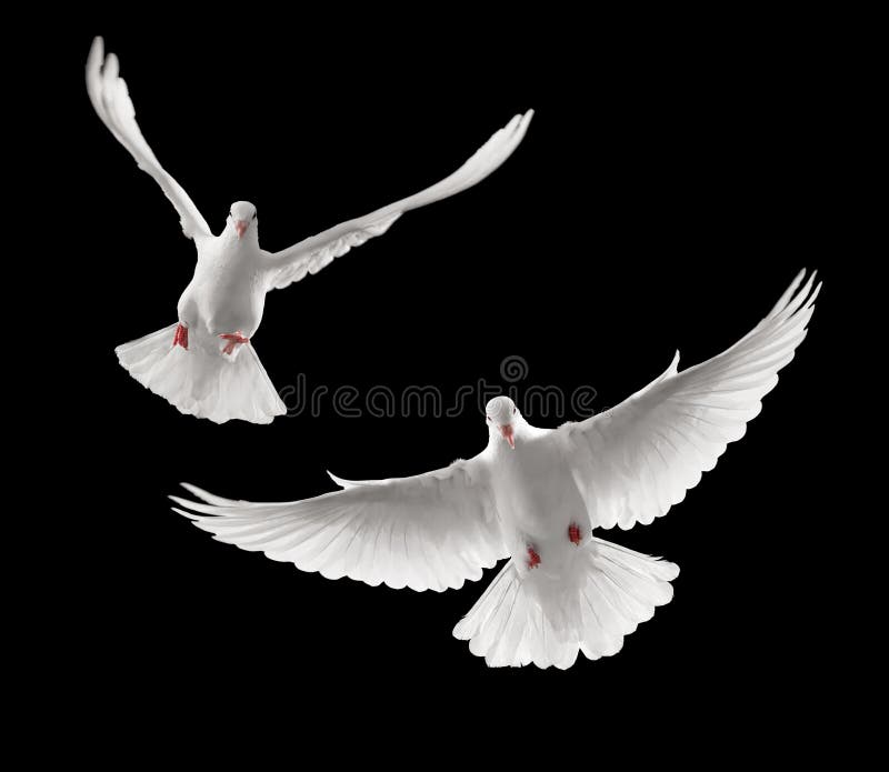 Doves flying stock photo. Image of bird, feather, white - 10690468