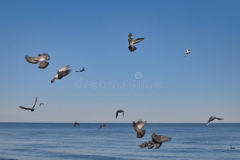 Doves Flying Over the Sea, Blue Sky Background Stock Image - Image of ...