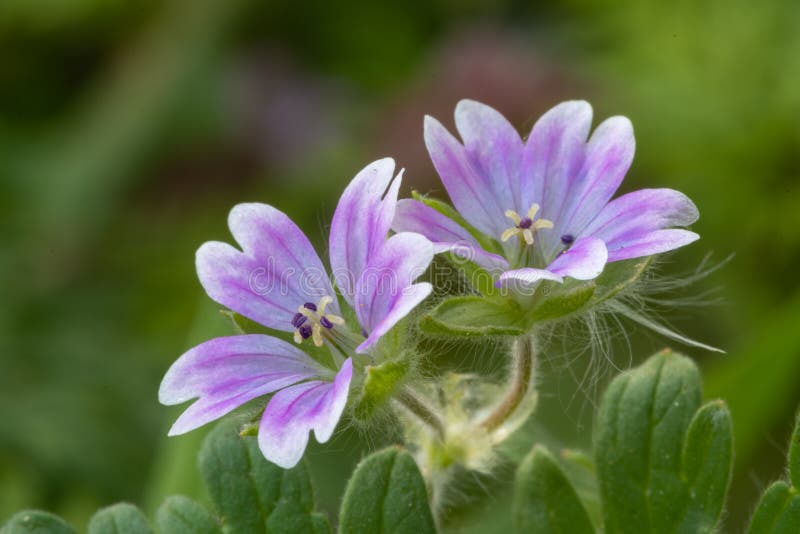 Doves-foot Cranesbill stock image. Image of wild, england - 74221387