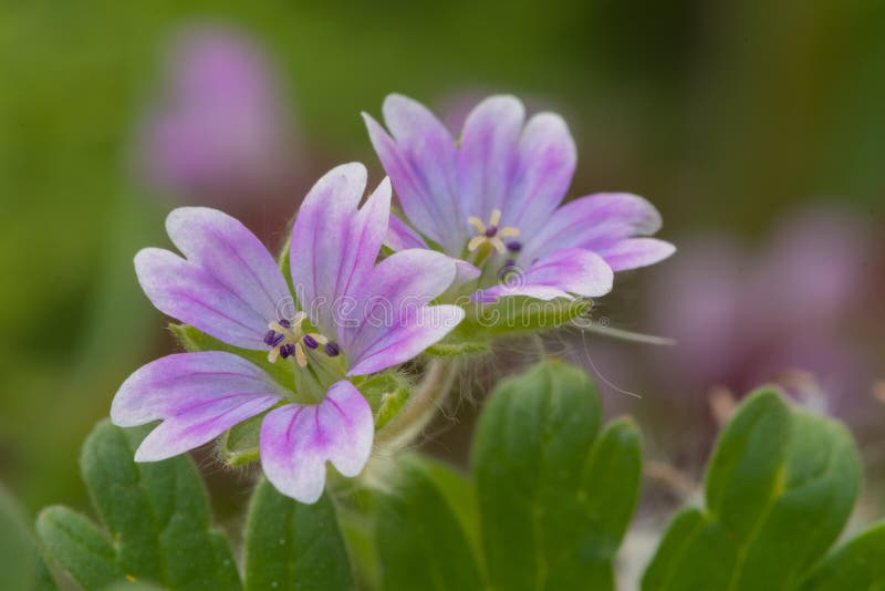 Doves-foot Cranesbill stock image. Image of wild, england - 74221387