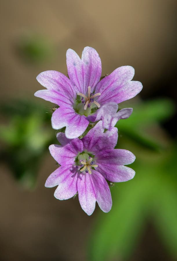 Doves-foot Cranesbill stock image. Image of wild, england - 74221387