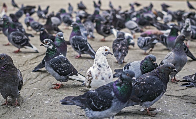 Doves group on street stock photo. Image of adult, doves - 137389408