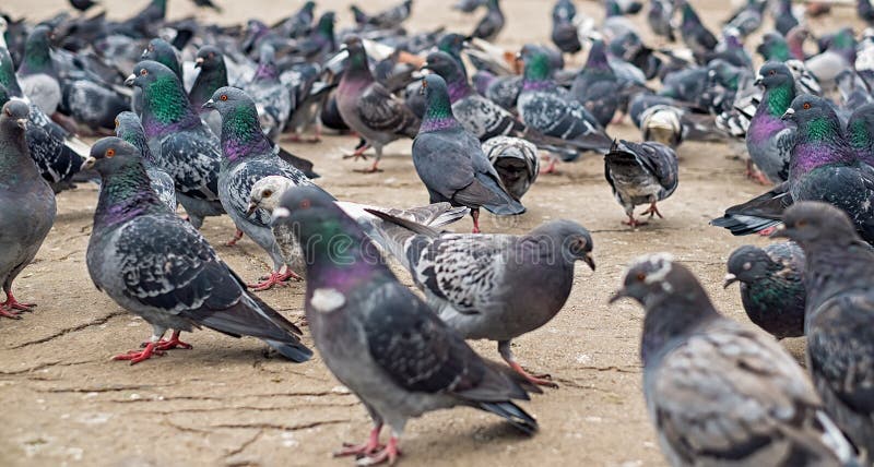 Doves group on street stock photo. Image of beauty, adult - 137389634