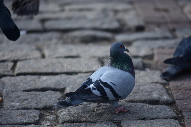 Doves group on street stock photo. Image of concrete - 137389678