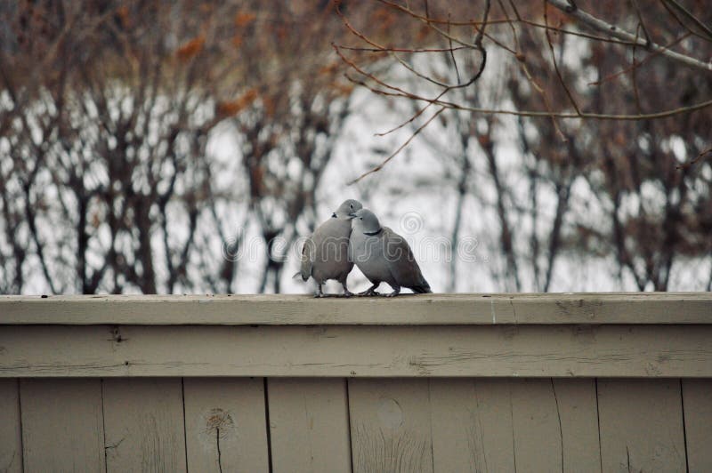 Doves having a cuddle stock photo. Image of doves, grey - 135070456