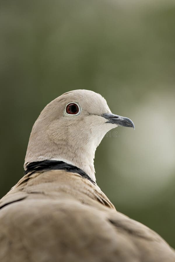 Doves head stock photo. Image of black, head, grey, beak - 7077006
