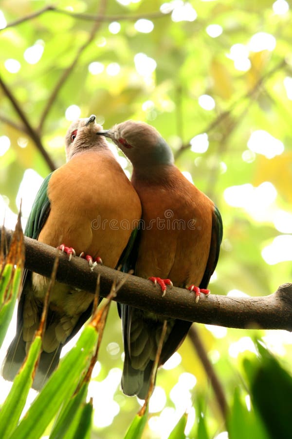 Couple of Doves Cuddle in Love Stock Illustration - Illustration of ...