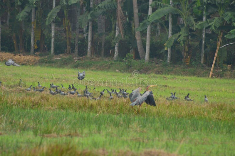 Doves in paddy field stock image. Image of tundra, grazing - 182474503