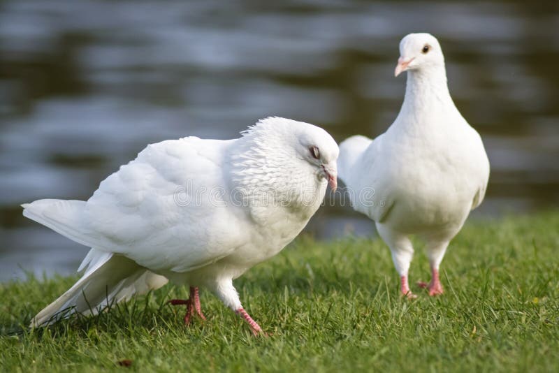 Doves stock photo. Image of white, courting, ritual, breeding - 58257582