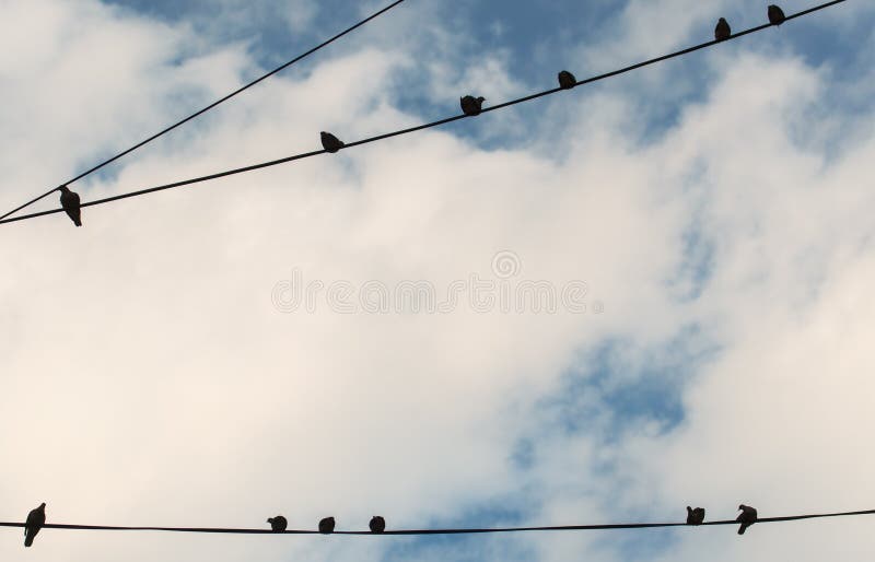 Doves party on the wire stock photo. Image of vehicle - 230226816