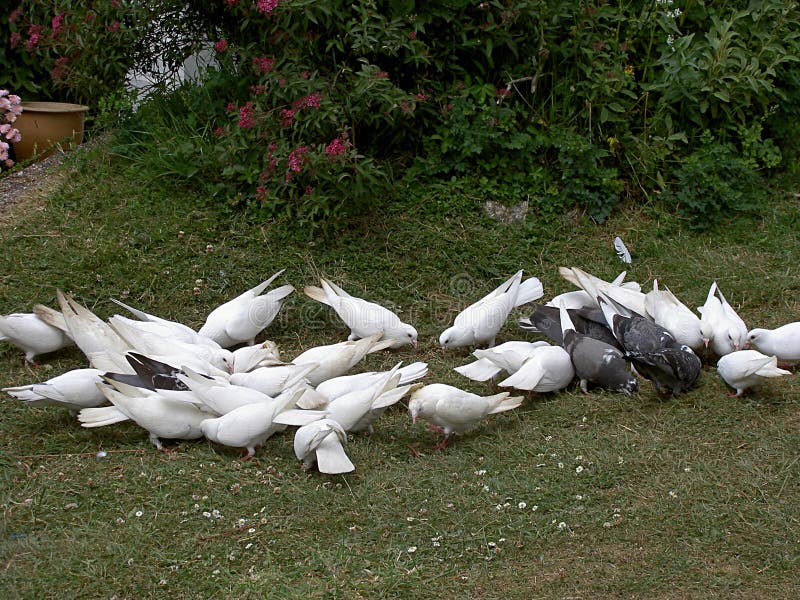 Doves And Pigeons Picture. Image: 6237