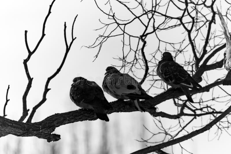 Doves Sitting on a Branch in the Sunset Stock Photo - Image of flock ...