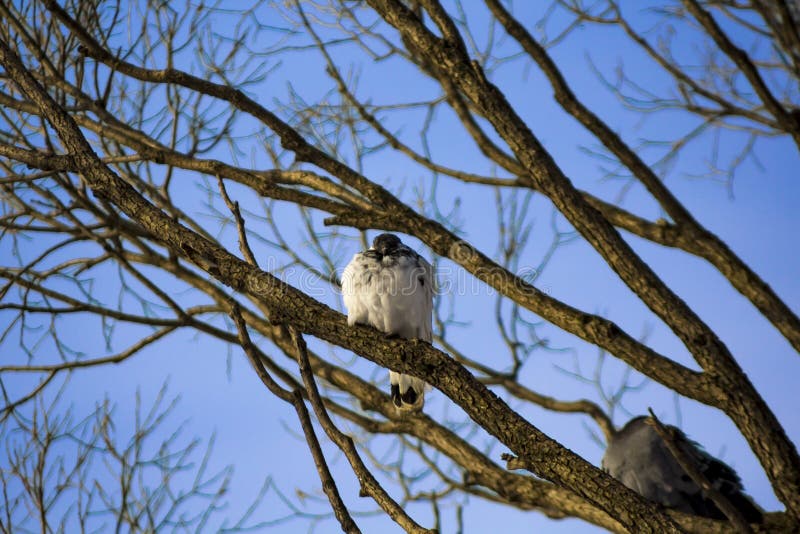 Three White Doves Sitting Branch Stock Photos - Free & Royalty-Free ...