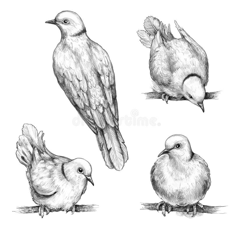 Doves Sitting on Branches Pencil Drawing Stock Illustration ...
