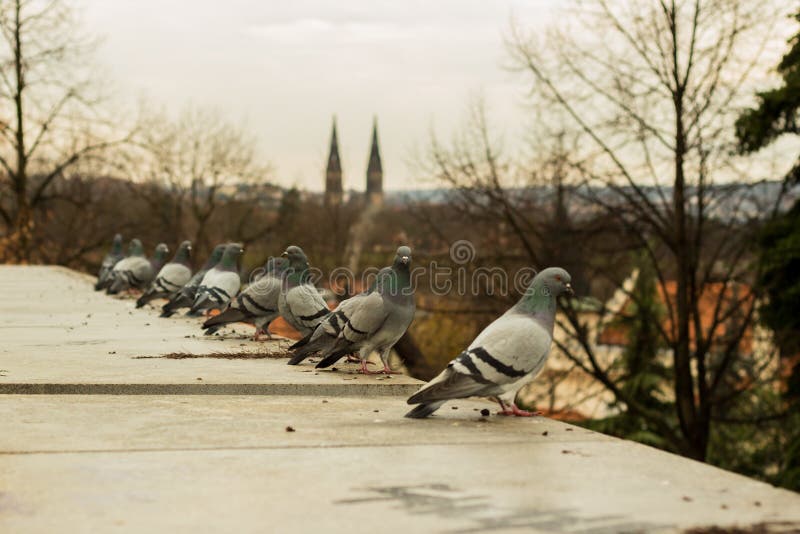 Doves sitting on a roof stock photo. Image of animal - 65661806