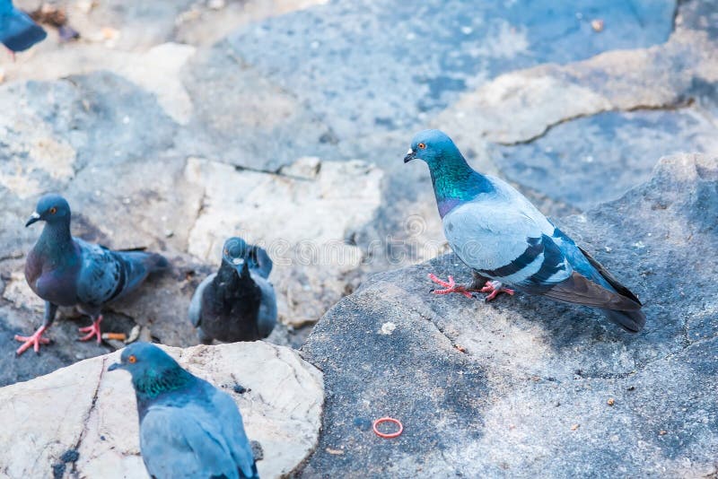 Doves Stand Opposite Each Other among the Rest of the Pack. Animal ... Doves Stand Opposite Each Other among the Rest of the Pack. Animal ...