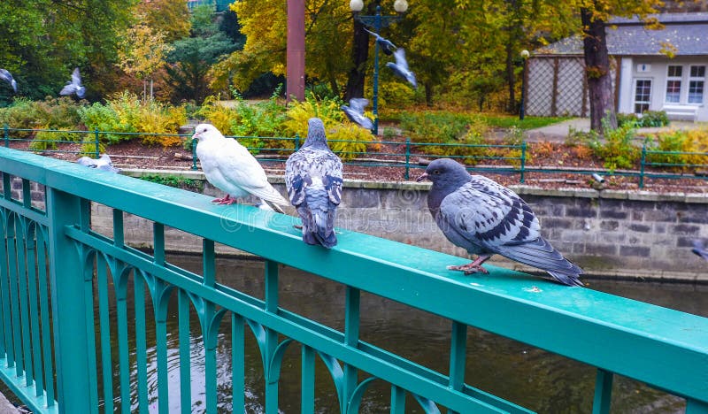 Doves Standing on a Green Rail Bridge Stock Photo - Image of pied, beak ...
