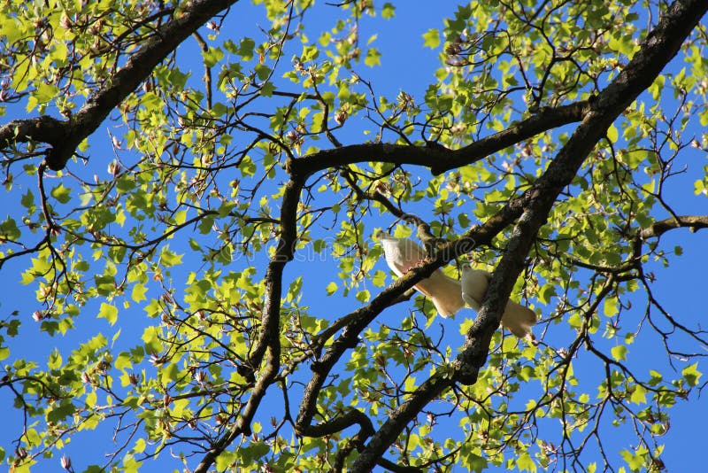 Doves in a tree - france stock photo. Image of bird - 355114590