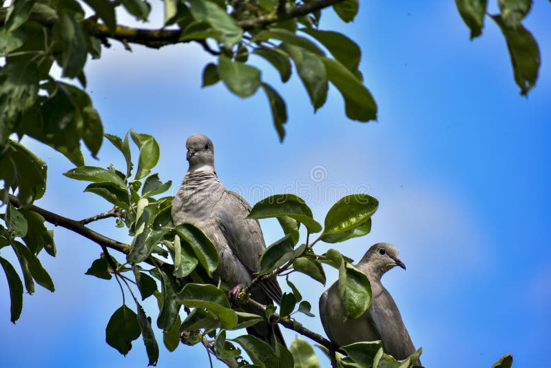 Doves on the tree stock photo. Image of couple, sweet - 118340230