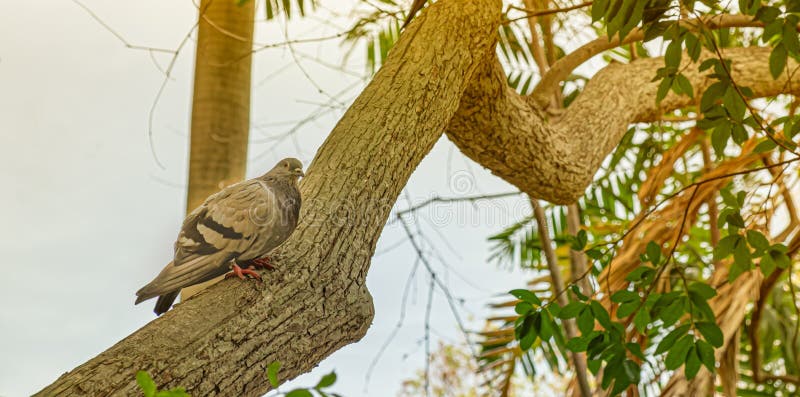Doves on Trees in the Forest Stock Photo - Image of h5n1, dove: 150652282
