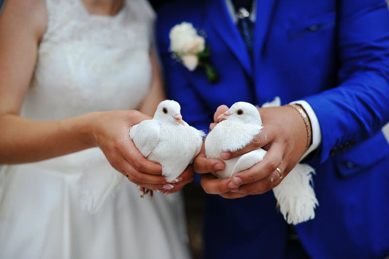 Doves at a wedding stock photo. Image of couple, husband - 55020312