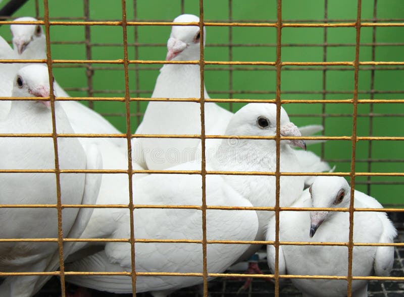 Doves stock photo. Image of symbol, cage, animal, dove - 31452194