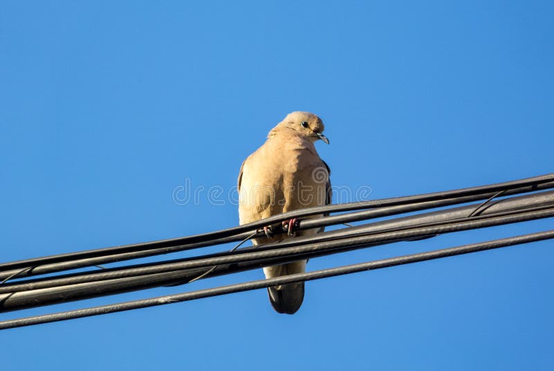 Doves on a wire stock photo. Image of perching, animal - 141759944
