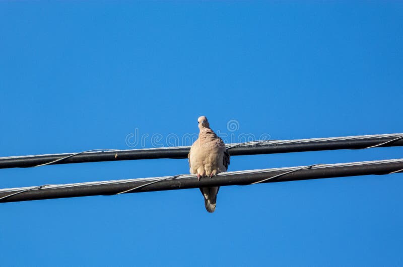 Doves on a wire stock image. Image of single, ornithology - 143130123