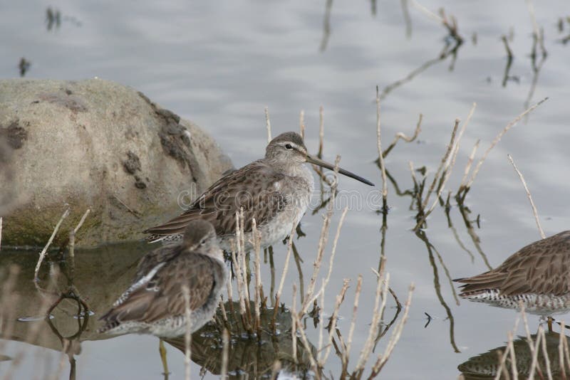 Wulp Met Een Lange Snavel (americanus Numenius) Stock Foto - Image of ...
