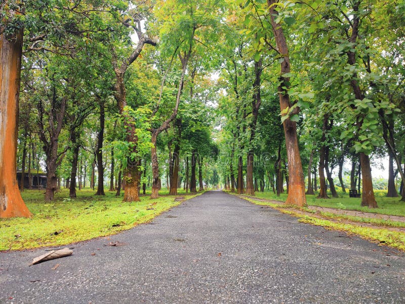 Down Angle View of a Street in a Forest Located at Bangladesh Stock ...