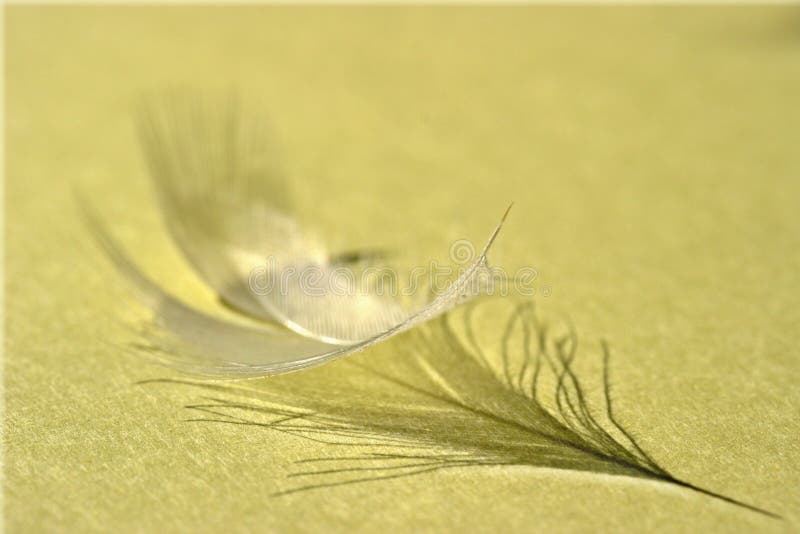 Down feather stock image. Image of shadow, feathery, isolated - 2149465