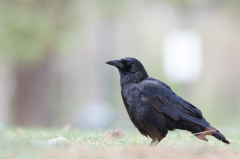 50,723 Crow Photos - Free & Royalty-Free Stock Photos from Dreamstime
