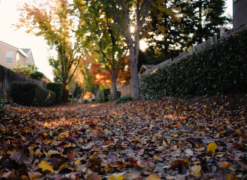 Down Low Perspective of a Walking Path through Community in Fall with ...