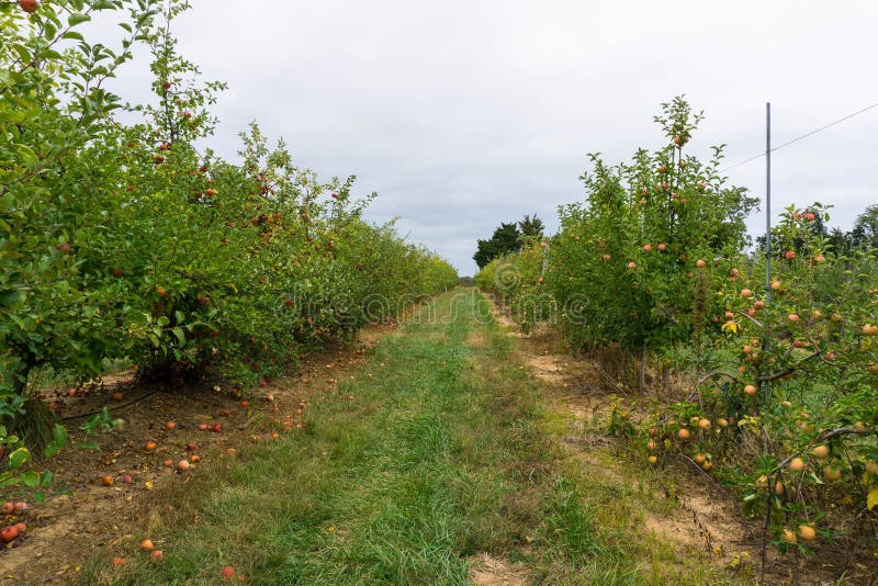 Down the Orchard Row stock image. Image of abundance - 160592951