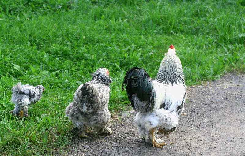 Down the Path are Downy Cocks, Hens, Chicken. Stock Photo - Image of ...