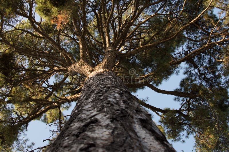 Down Point of View of a Tree Stock Photo - Image of colors, outside ...