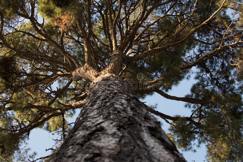 Down Point of View of a Tree Stock Photo - Image of colors, outside ...