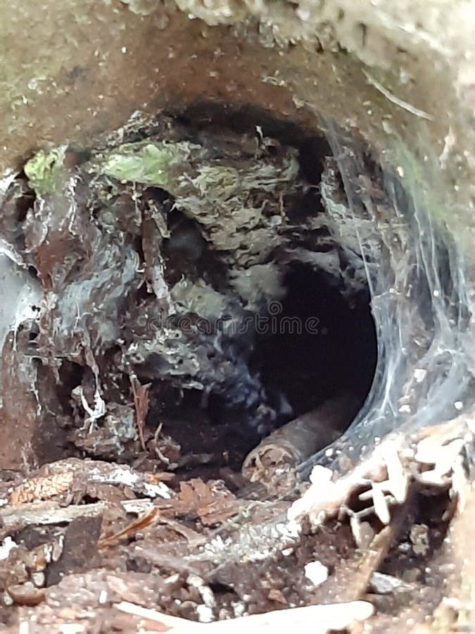 Down the punga log stock image. Image of insects, spider - 162011467