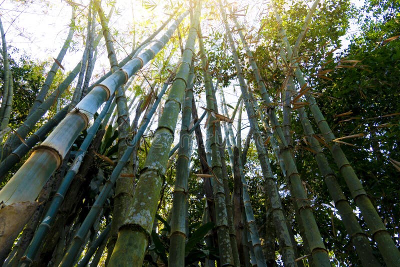 1,957 Bamboo Tree Top View Stock Photos - Free & Royalty-Free Stock ...
