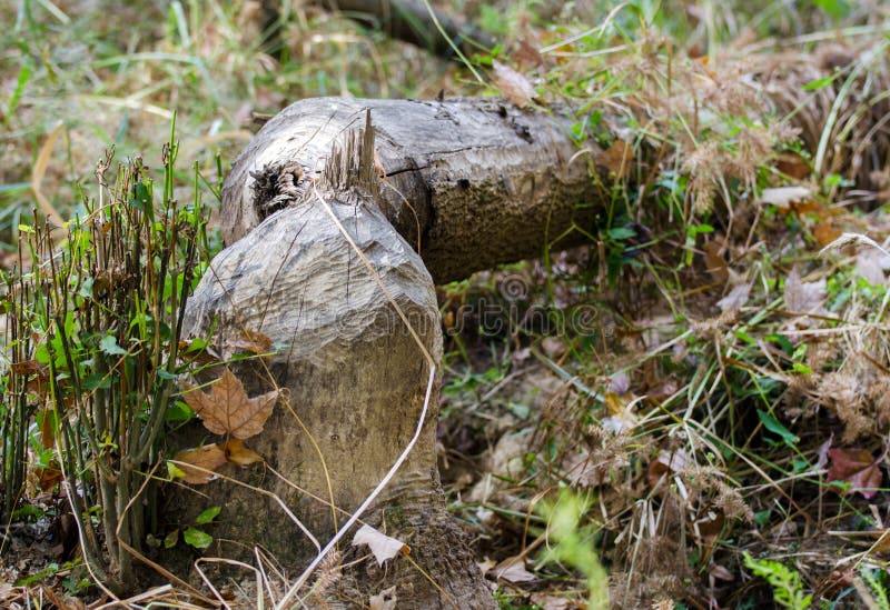Fallen Tree Chewed by Beaver Stock Image - Image of trees, teeth: 156705079
