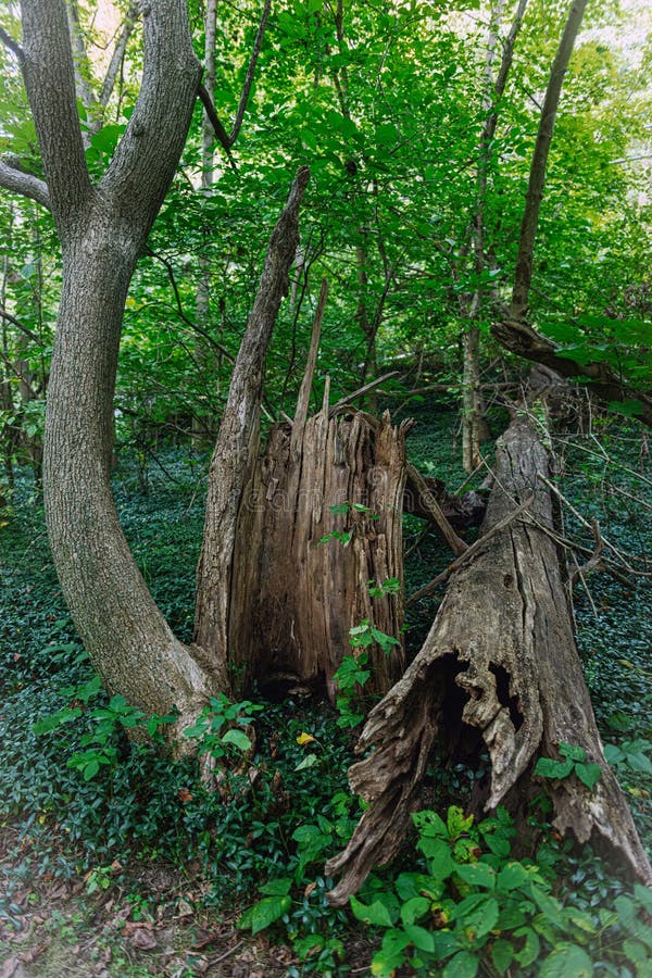 Down Tree stock image. Image of woodlands, grain, seasons - 335934603