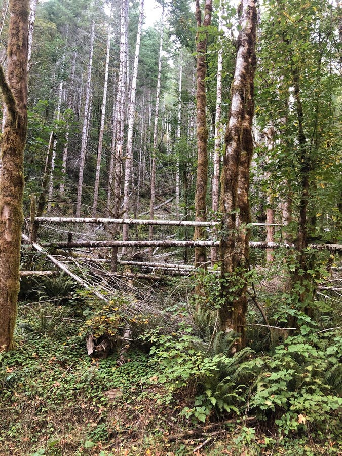 Trees Cut Down and Prepared for Removal Stock Image - Image of pile ...