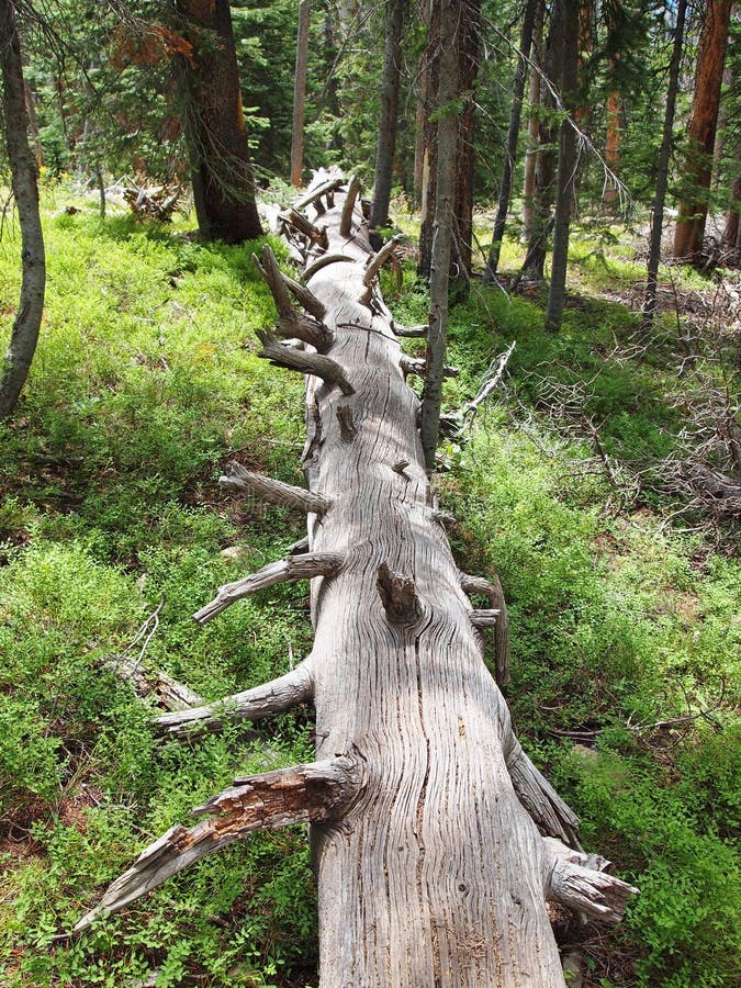 Downed Log stock image. Image of tree, dead, nature, forest - 25920659