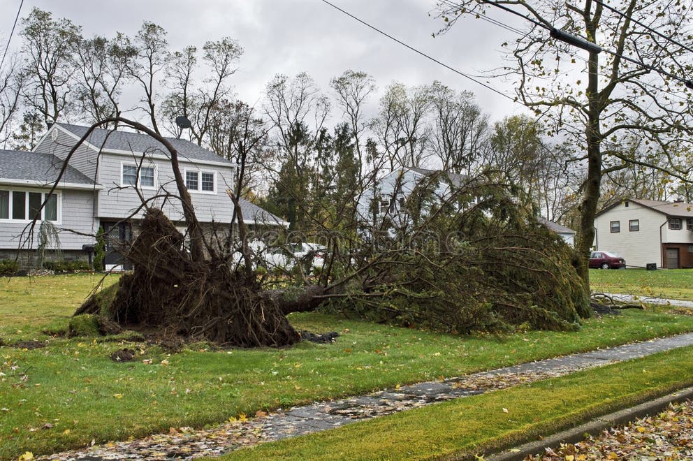 Downed Tree 2 editorial photo. Image of jersey, sandy - 29696696