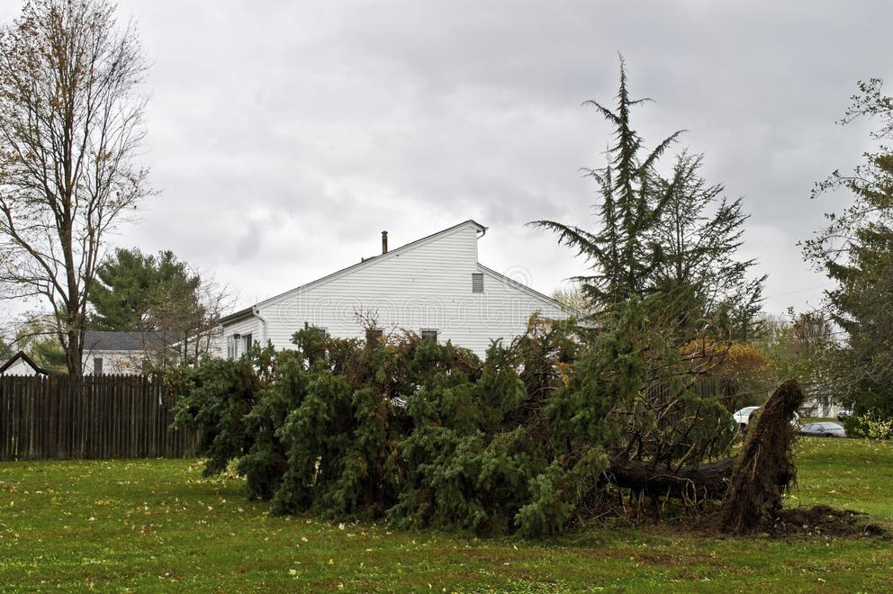 Downed Tree 3 editorial image. Image of neighborhood - 29696720