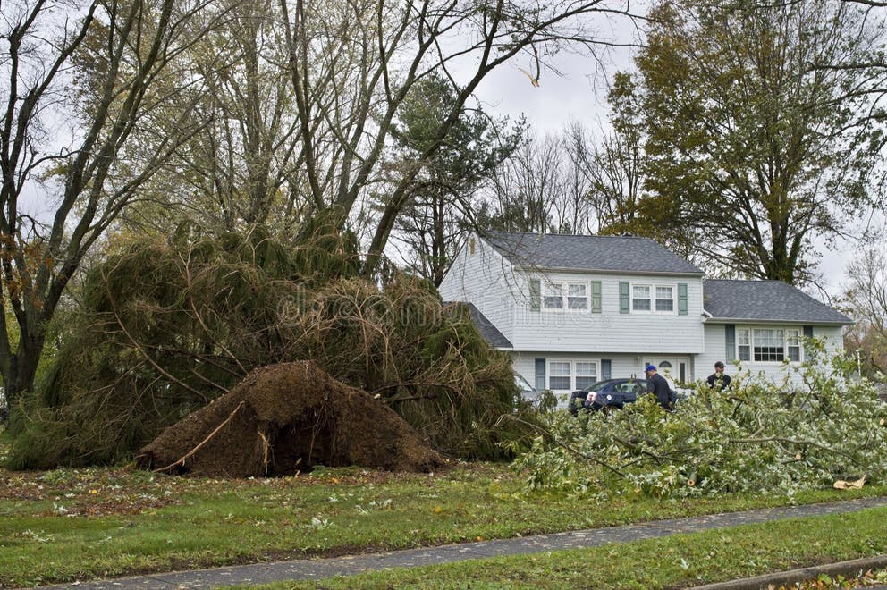 Downed Tree 4 editorial image. Image of trees, disaster - 29696735