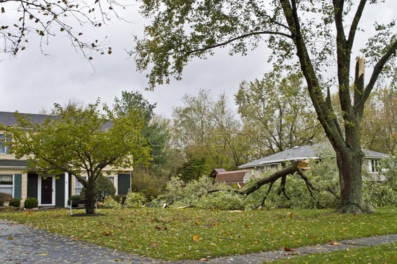 Downed Tree 5 editorial stock photo. Image of home, wind - 29696923