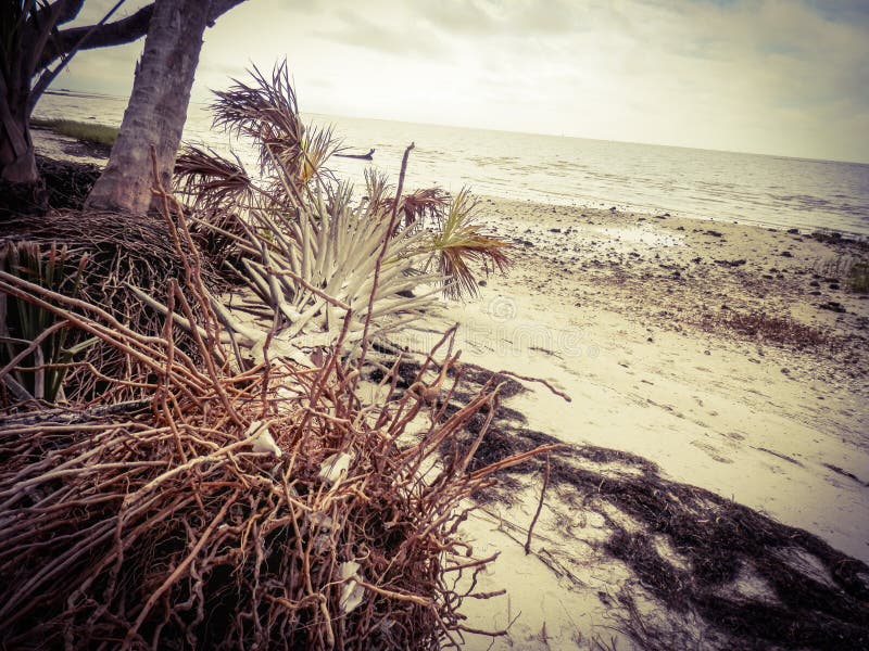 804 Downed Tree Stock Photos - Free & Royalty-Free Stock Photos from ...