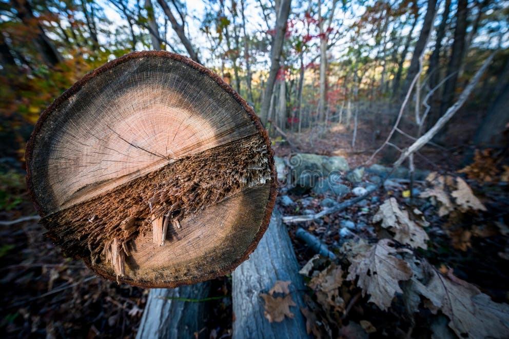Downed Tree stock image. Image of showing, rings, forest - 46257629