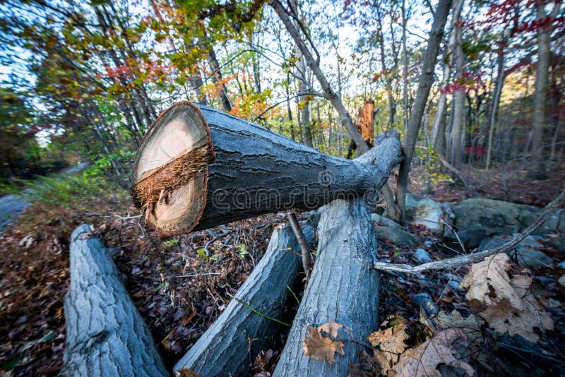 Downed Tree stock image. Image of rings, downed, showing - 46257647